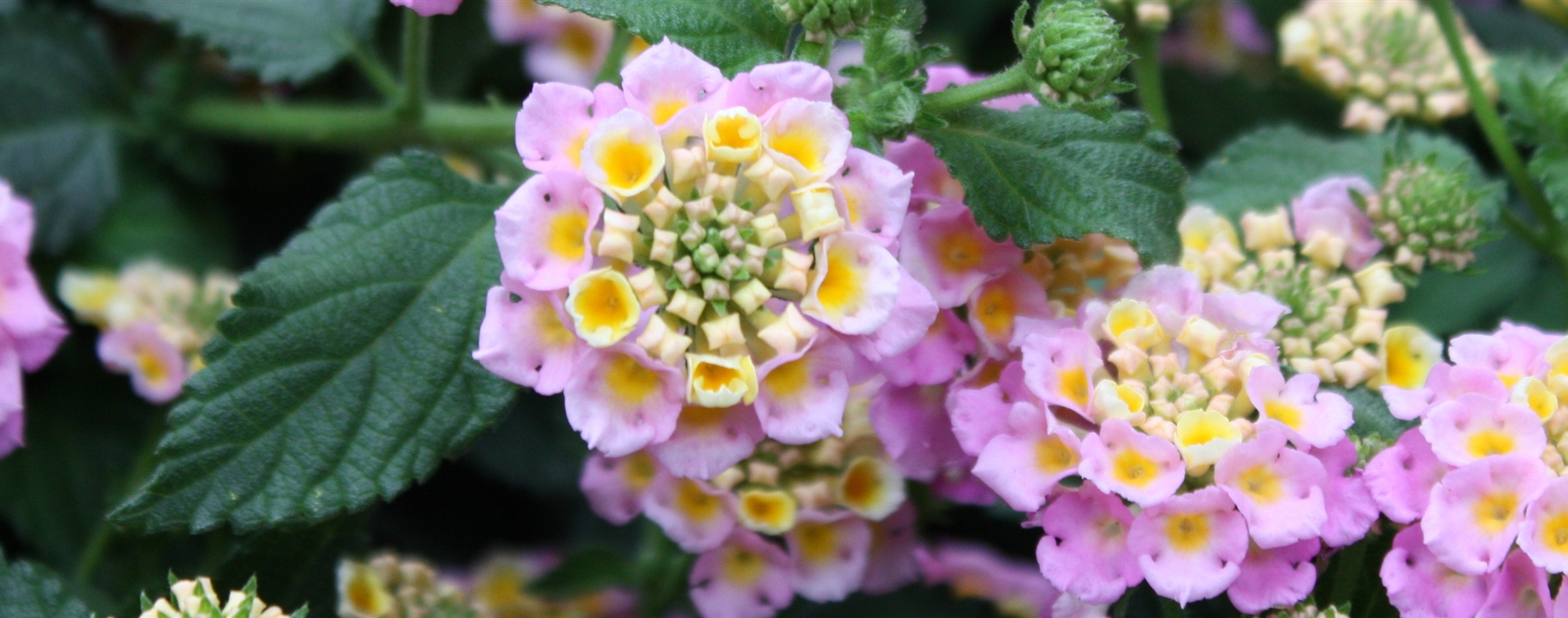 Gartencenter Bazle - Produktion mit Tradition aus Göppingen